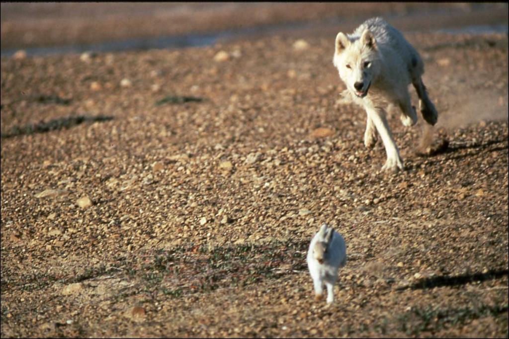 What wolves eat | Paula Wild
